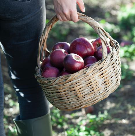 Introducing SolunaTM | Soluna Apple