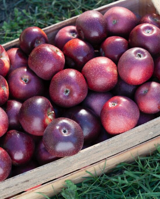 Introducing SolunaTM | Soluna Apple