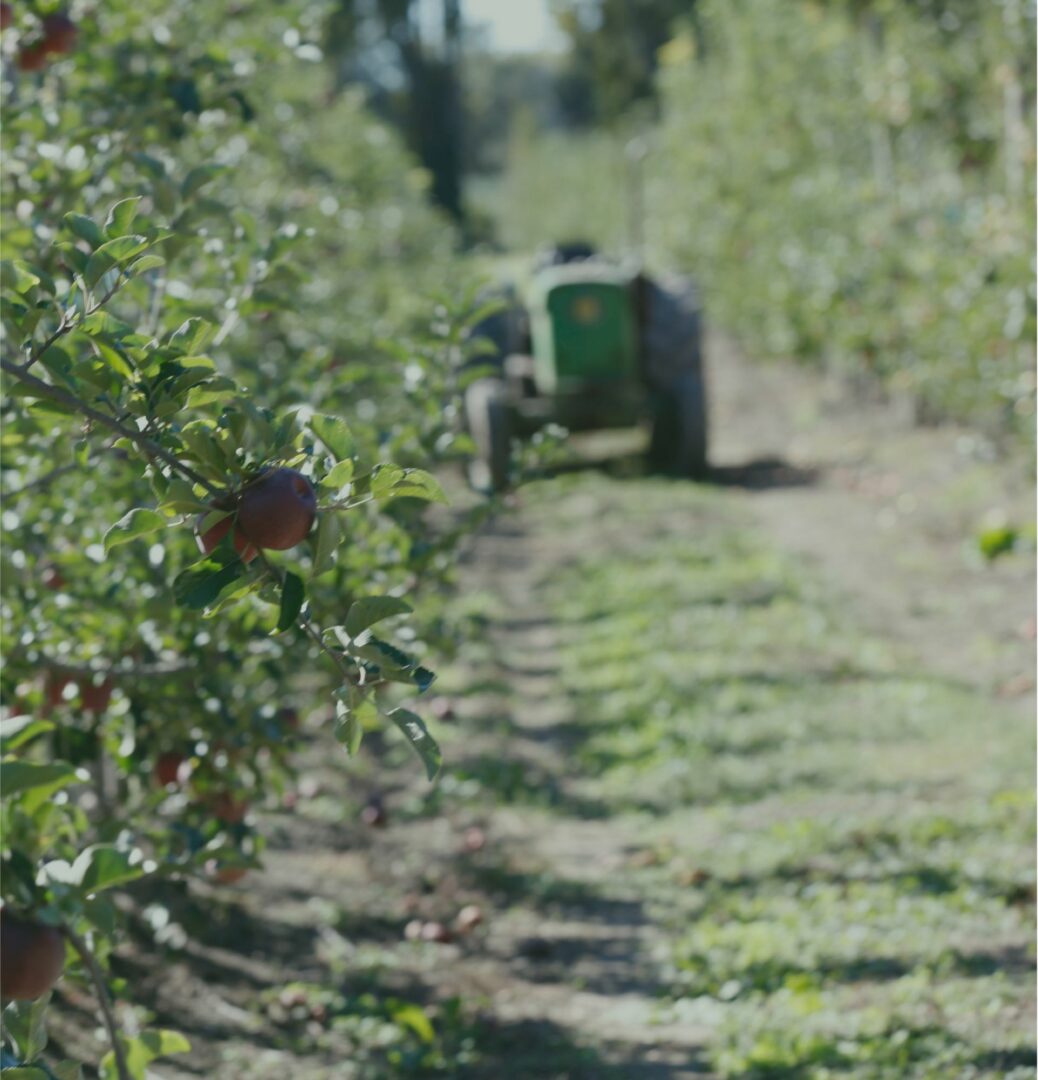Behind Our Apple | Soluna Apple