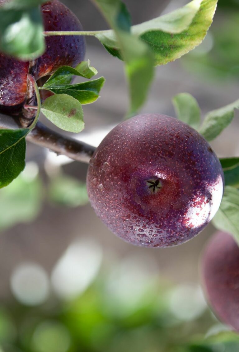 Introducing SolunaTM | Soluna Apple