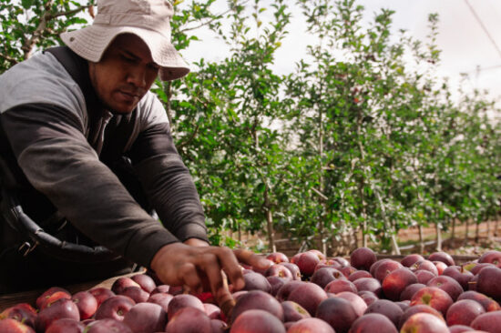 Behind Our Apple | Soluna Apple