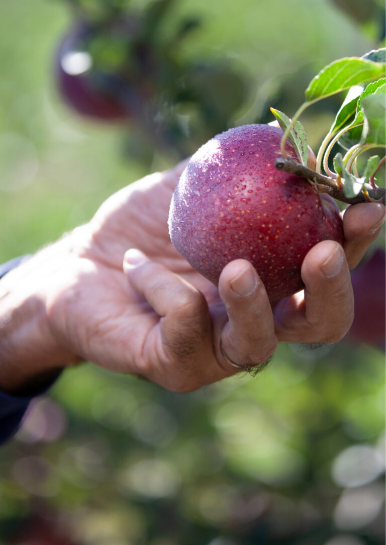 Soluna Apple | Something real